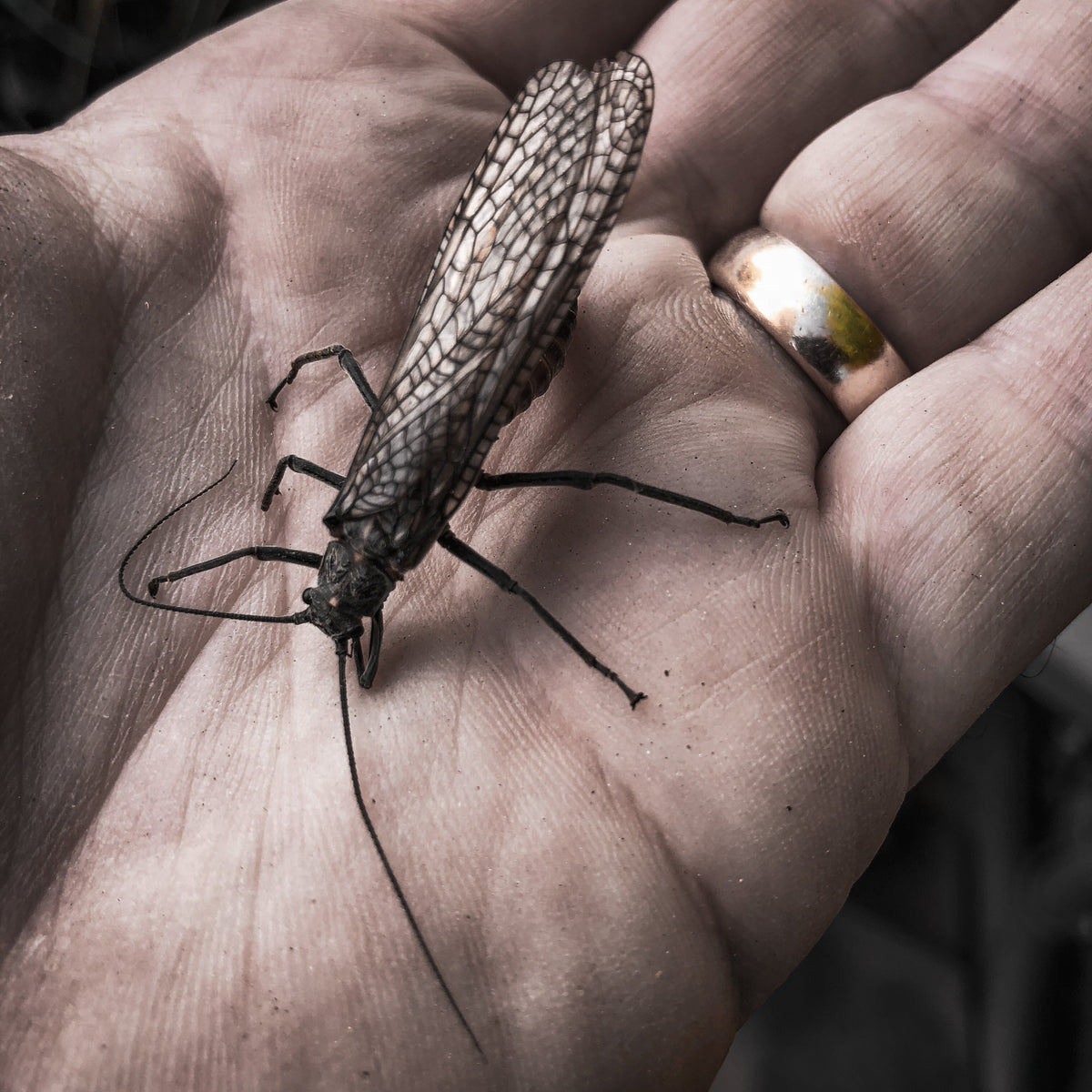Used fly gear for Big Bugs & Hoppers – Recast Fly Fishing